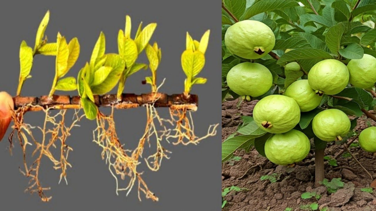 PROPAGATE Guava Tree Cuttings //Grow Guava Tree Cutting - YouTube