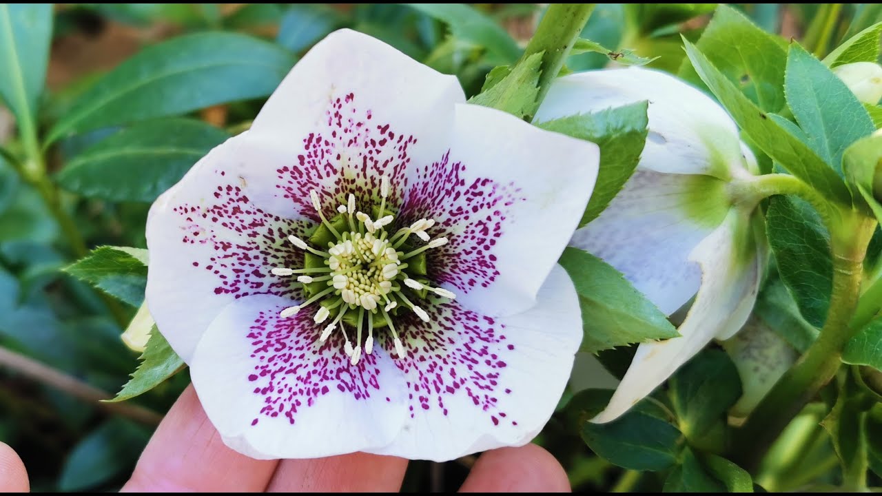 Hellebores, winter flowers for British gardens: how I grow Helleborus ...