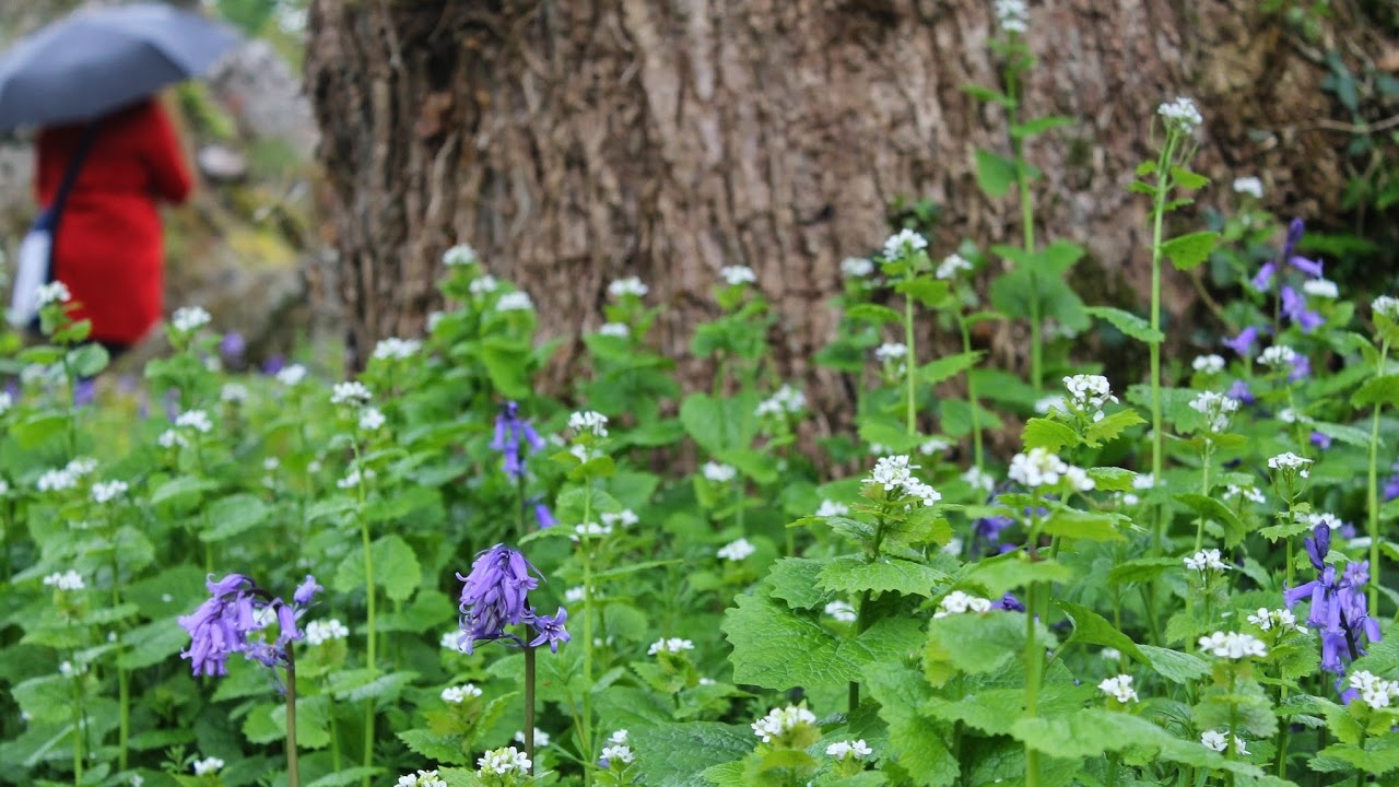 Heather Chapple Live Stream - YouTube