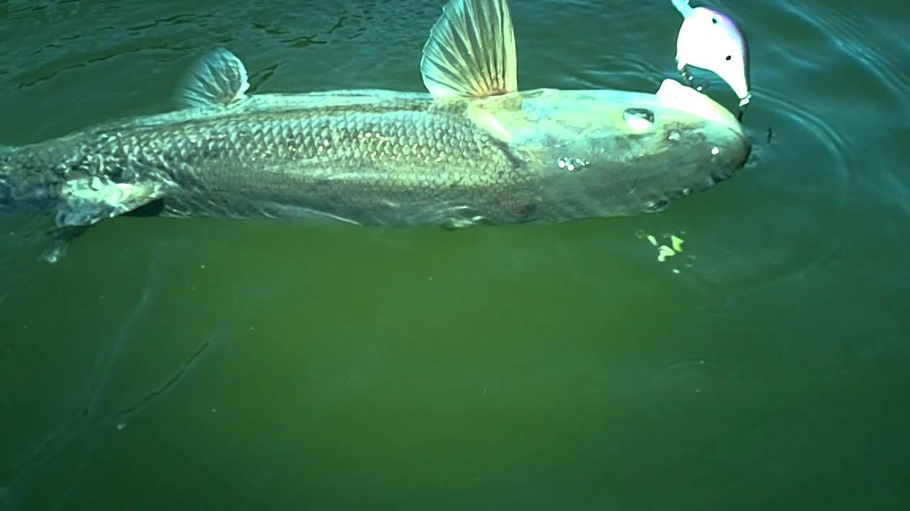 Even bigger Squawfish October 2012 - YouTube