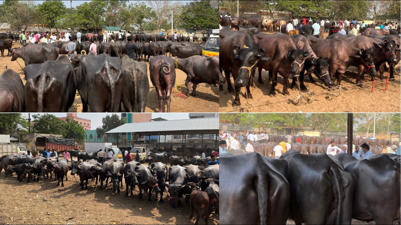 ERRAGADDA BUFFALO MARKET ఎర్రగడ్డ గేదెల మార్కెట్ |27-03-2022| GIR COW ...