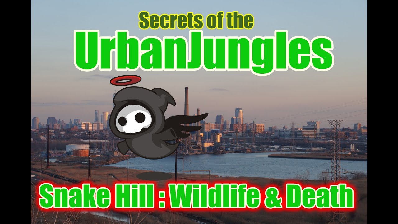 Snake Hill: A place of Wildlife and Death - YouTube