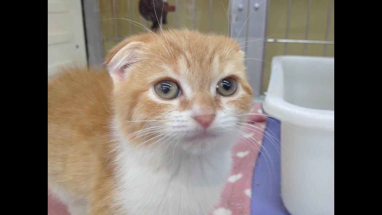 Funny guilty cat compilation Epic funny cats 2014 - YouTube
