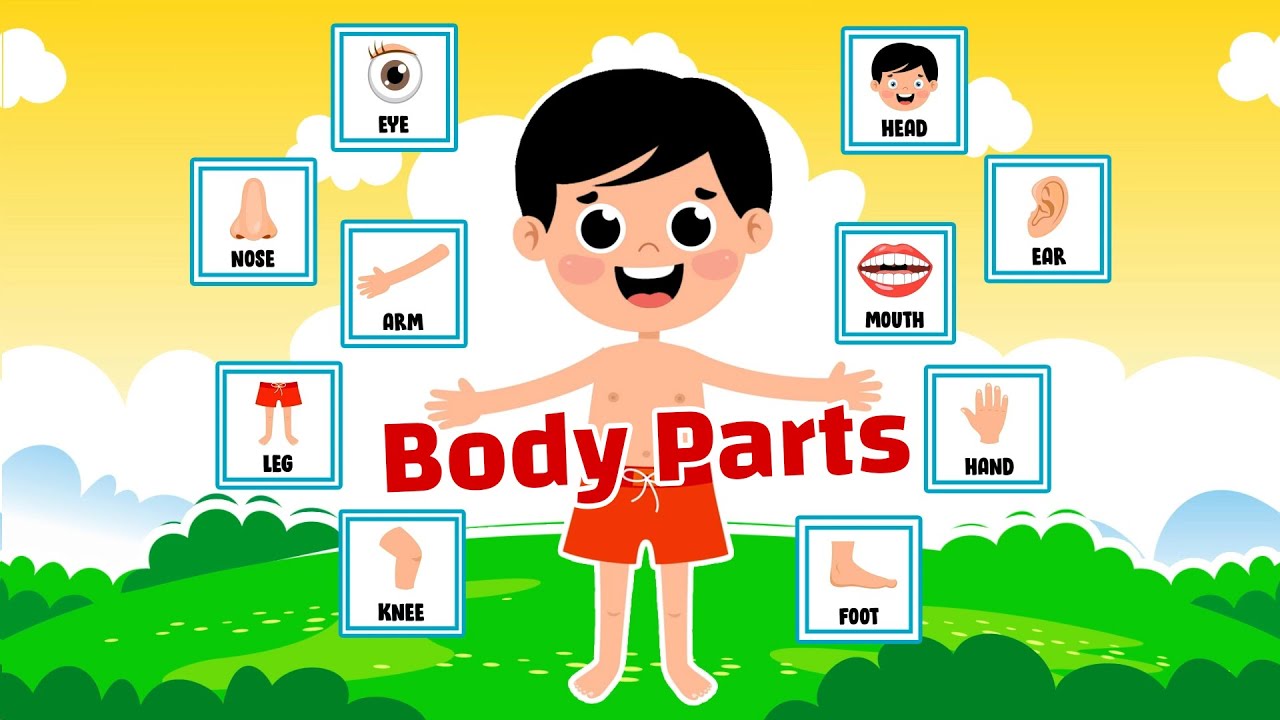 Body Parts | Learn The Parts of The Body | Educational Video For Kids ...