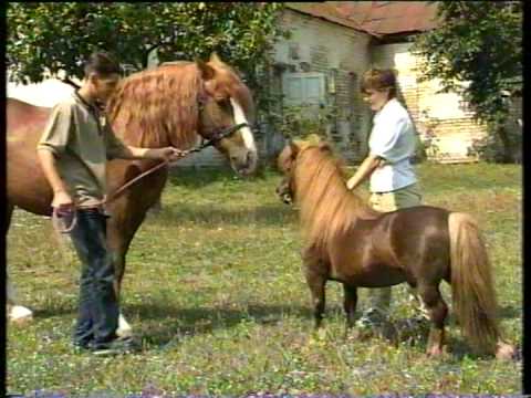 Пони - YouTube