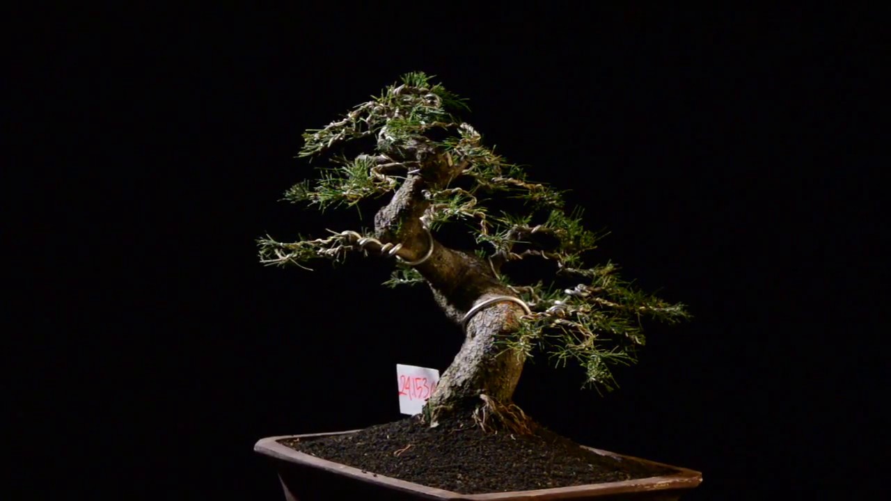 Casuarina Equisetifolia Bonsai
