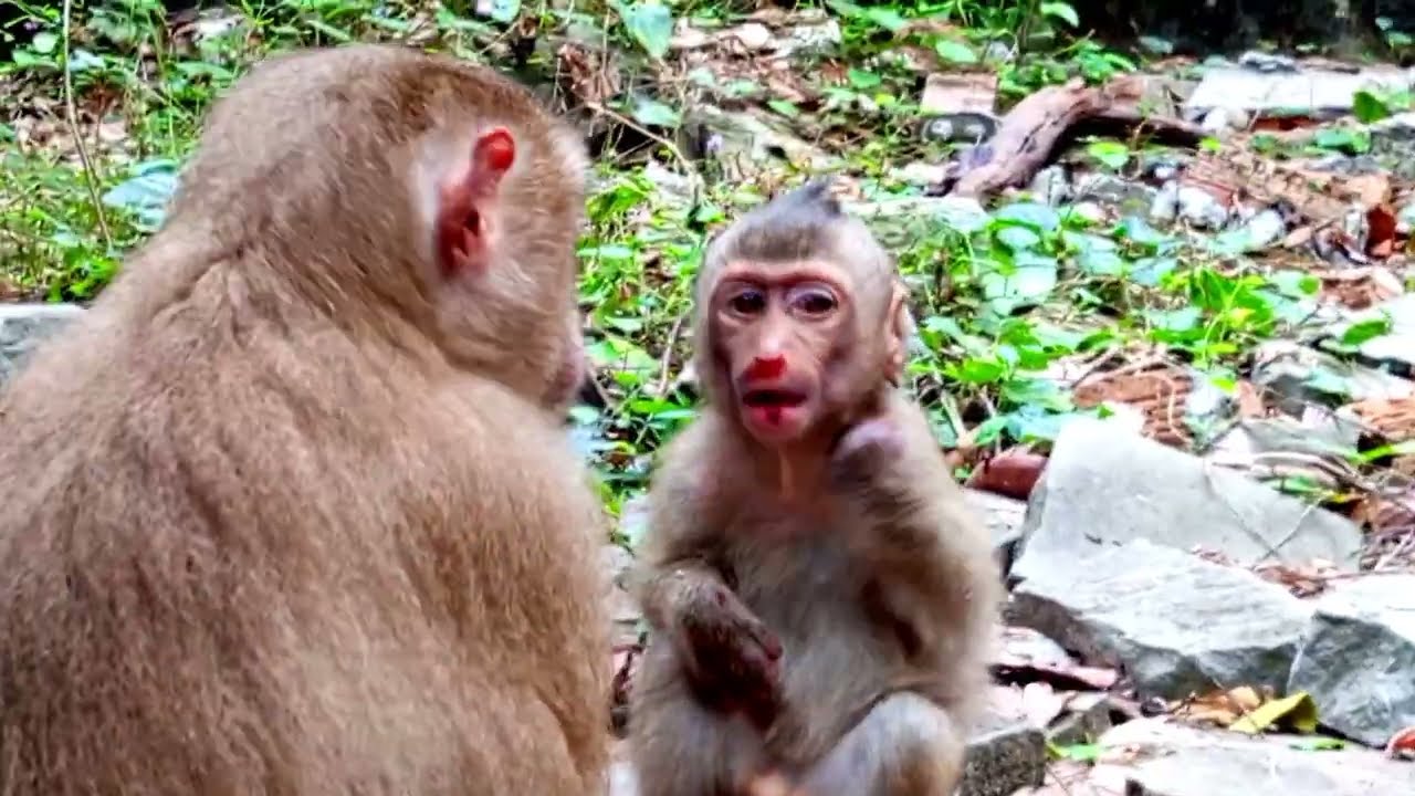 Rainbow falls from tree Causes nosebleeds Rainbow Very sick - YouTube