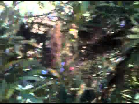 tujuh belasan di goa walet ciremai - YouTube