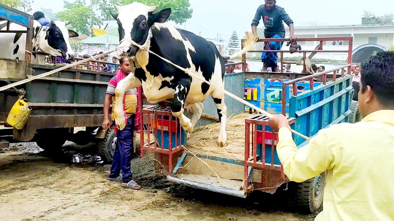 unloading from truck cow videos, cow unloading, goru hamba cow,big cow ...