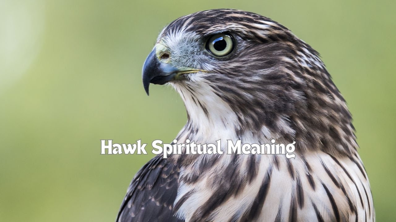 Hawk Spiritual Meaning | Symbolism & Meaning Explained - YouTube