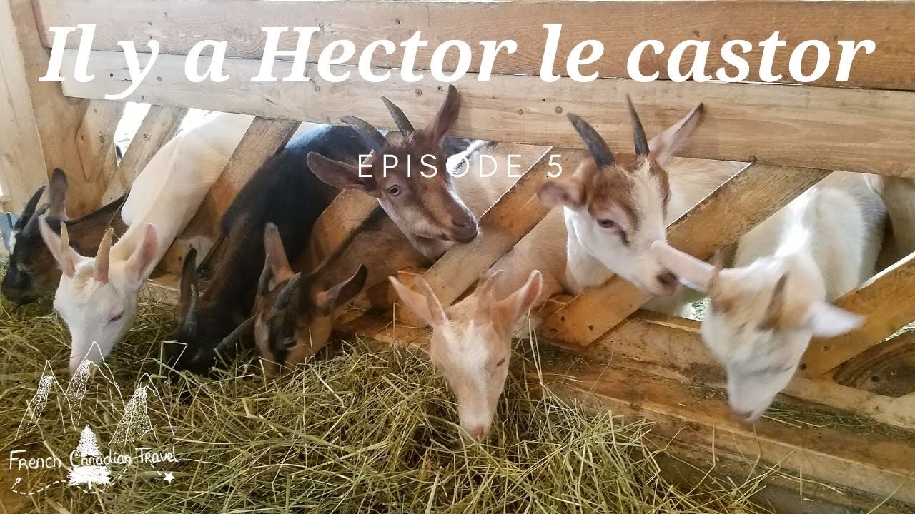 VISITE D'UNE CHÈVRERIE, L'AMÉNAGEMENT DE STORM CONTINUE... #CONFINEMENT ...