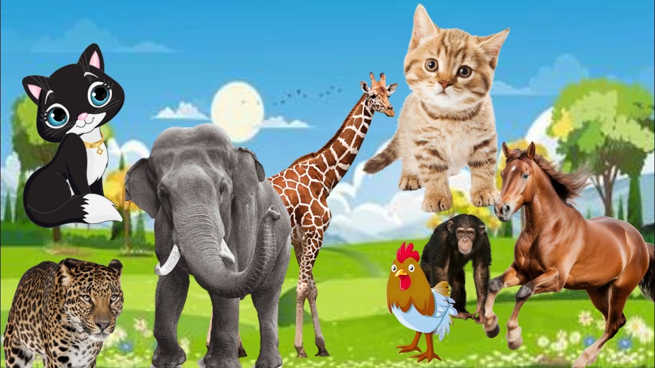 Wild Animals Relaxing Sound: Donkey, Moose, Fox, Elephant, Zebra ...