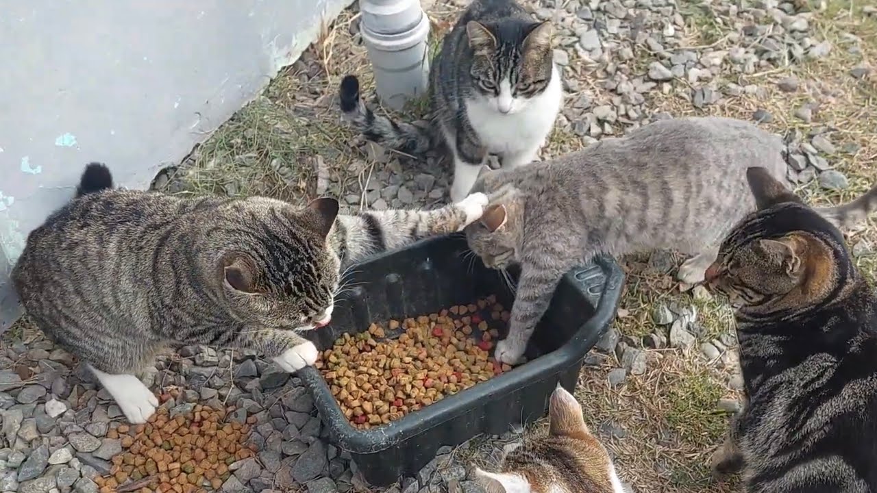 Cat not wanting to share food slaps other cats. - YouTube