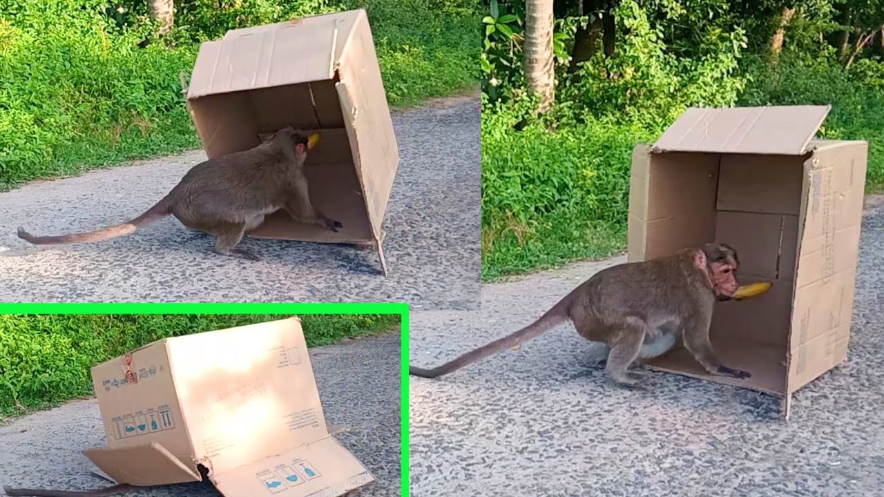 Big Box Prank on Monkey | Monkey Pranks | Chitti Prank Video - YouTube