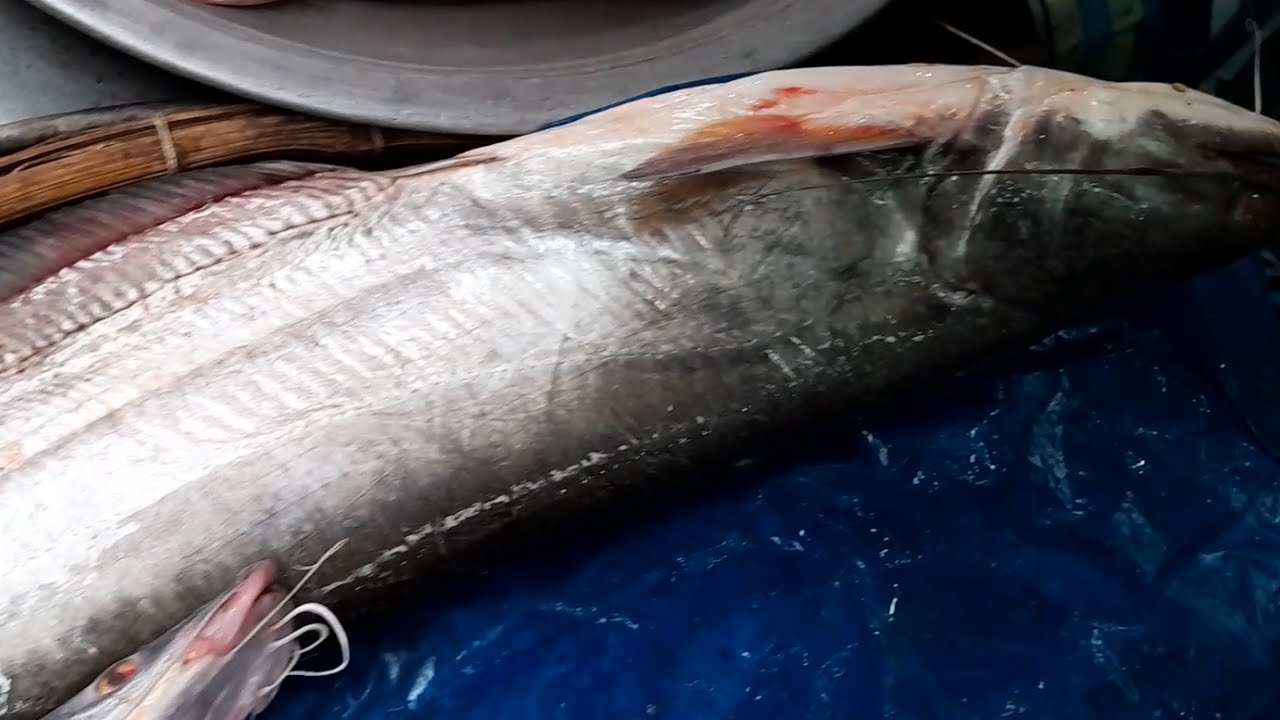 Amazing Boal Fish Cutting Skills | Fish Cutting in Bangladesh Market ...