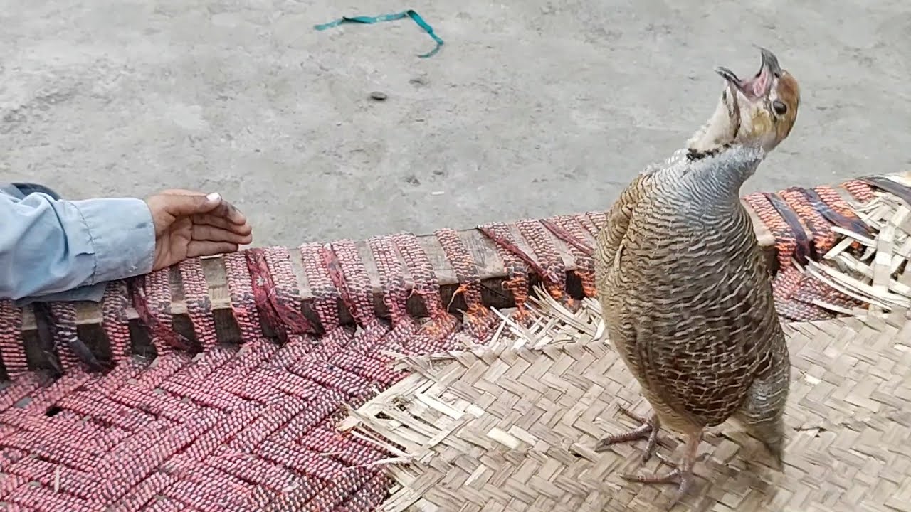 Little But Loudest - Grey Partridge Voice Disturbing Ears - YouTube