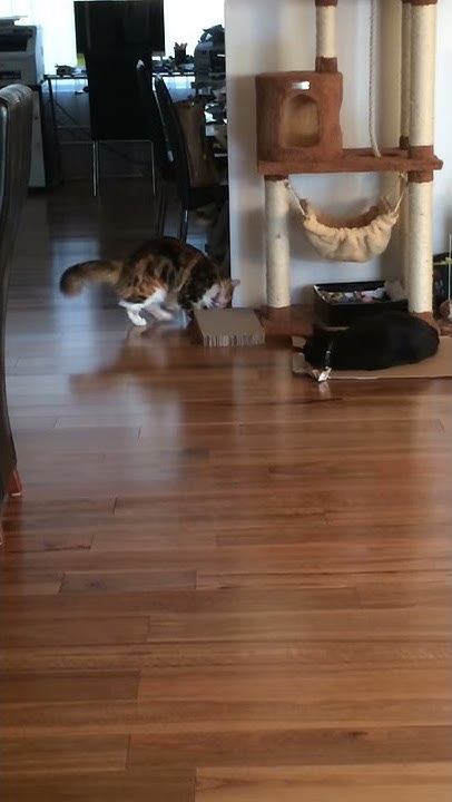 Catnip overload - YouTube