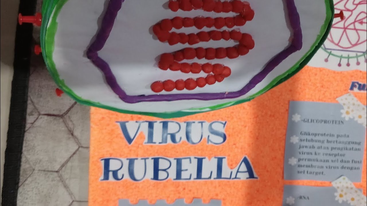 AILSYA ARDELIA - X'6 - MODEL VIRUS RUBELLA BIOLOGI. - YouTube