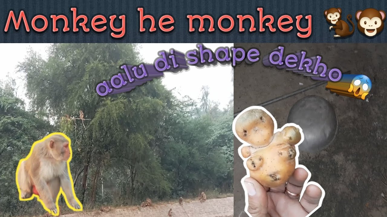 Monkey he Monkey 🐒🐵/aalu di shape dekho 😱/PbxVlogs01 ️ - YouTube