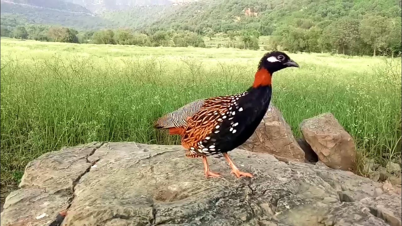 Kala Teetar | Black Francolin - YouTube