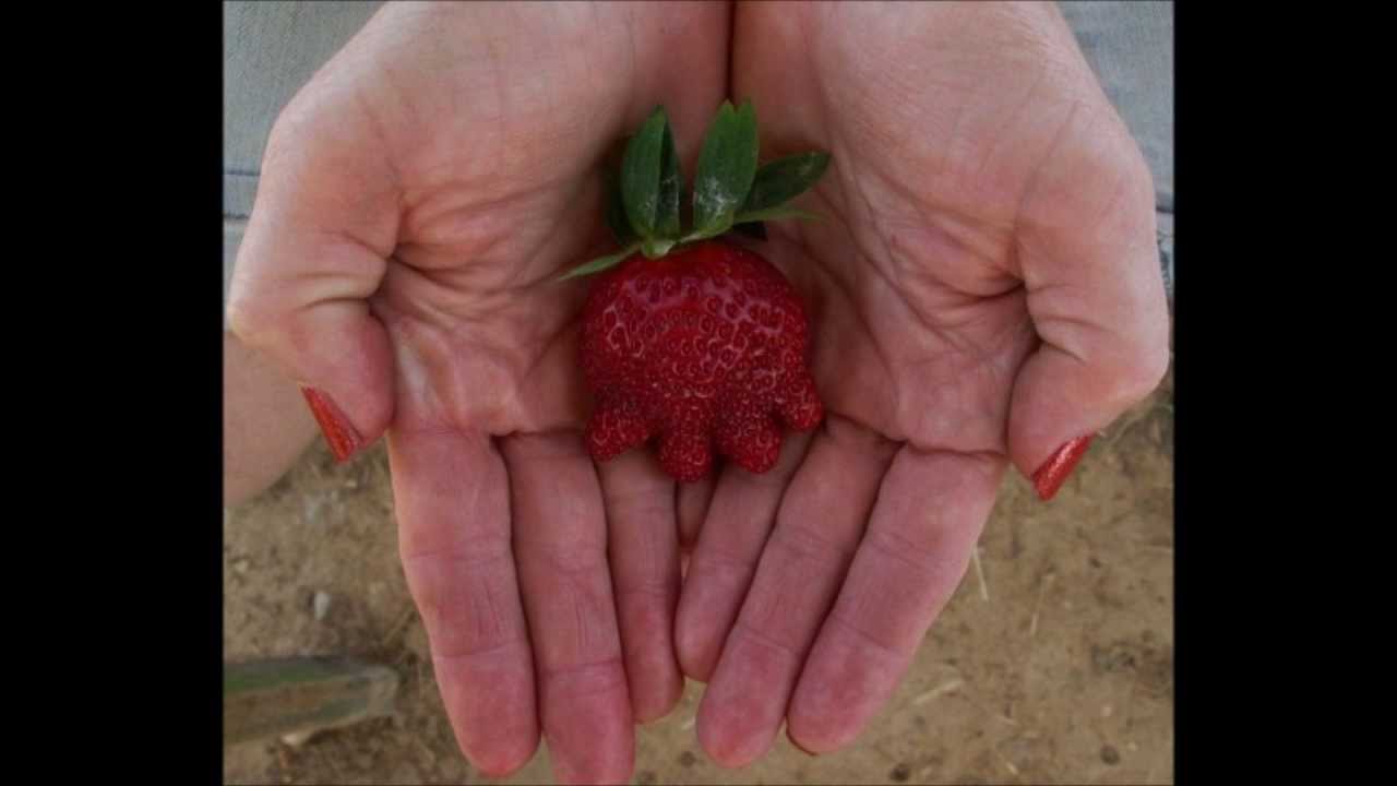 Amanda Ries strawberry movie - YouTube