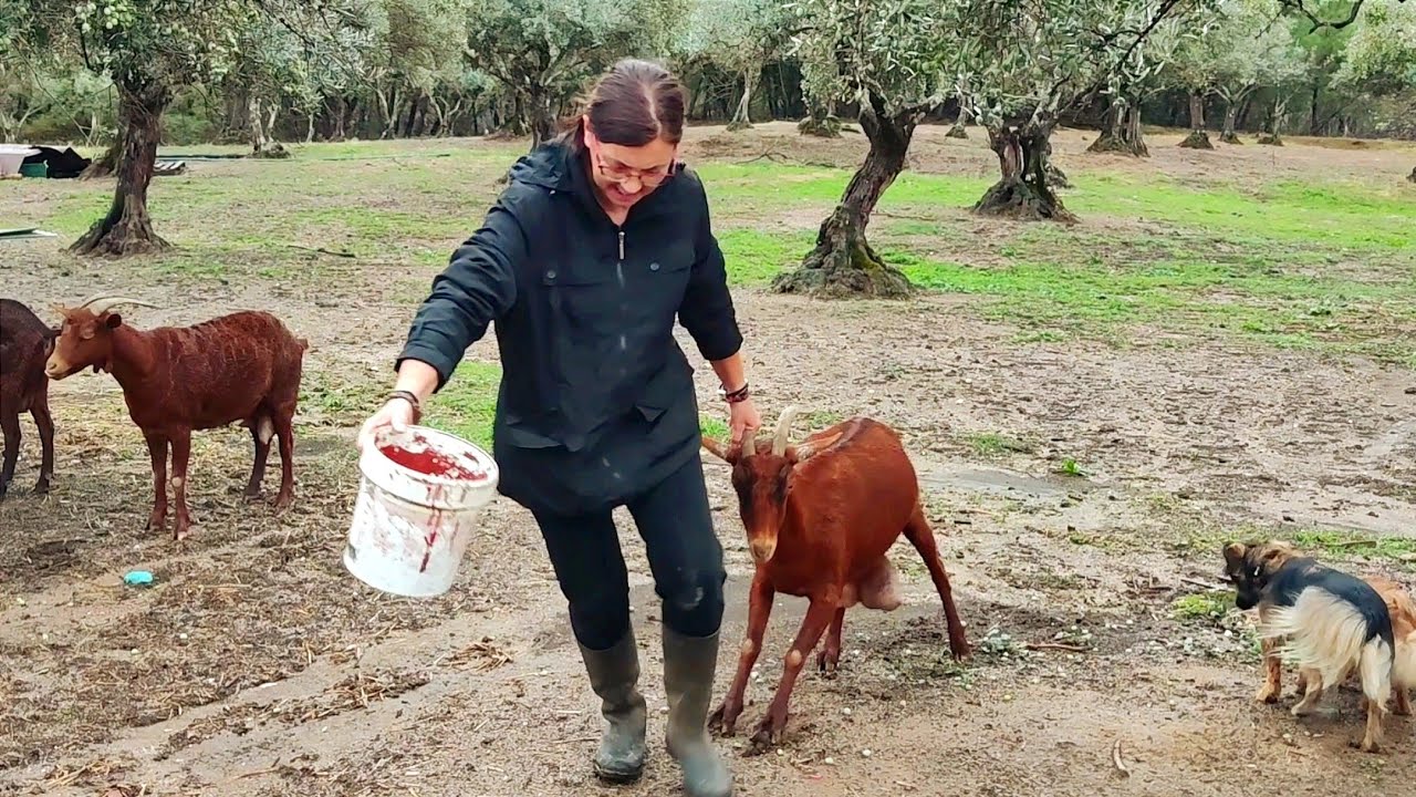 Vaya panorama tenemos con la ganadería caprina - YouTube