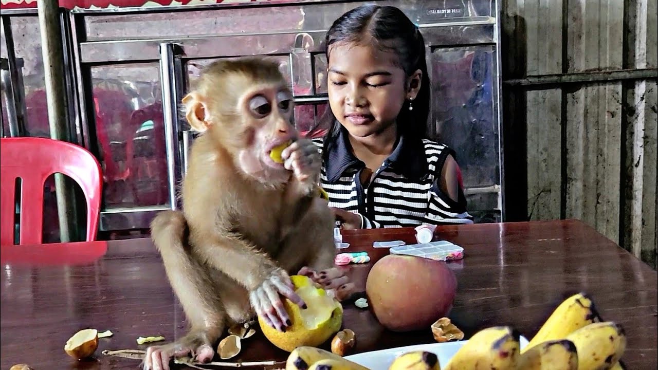 Delicious Yaya And his sister today.Monkey Baby Yaya Cute,Wildonkey ...