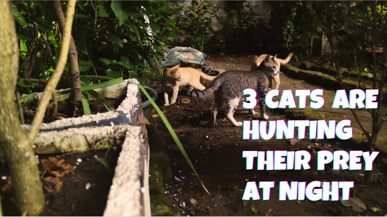 Funny Cats Hunting Their Prey at Night and Playing Cat Games in the ...