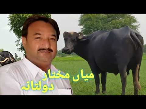 Mian Mukhtar Doltana Dairy Farm || Beautiful Nili Buffaloes || Hafiz ...
