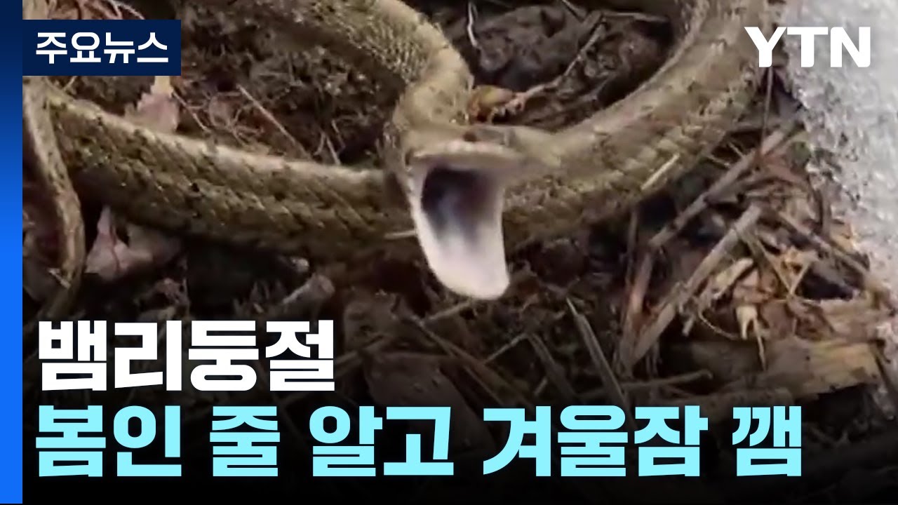 봄이 온 줄 알고 겨울잠 깬 누룩뱀 밤부터 겨울 호우 Ytn Youtube