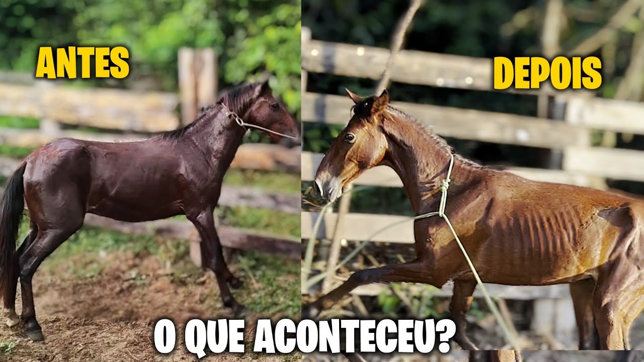 O QUE ACONTECEU COM O CAVALO MAIS BRABO DA REGIÃO? - YouTube