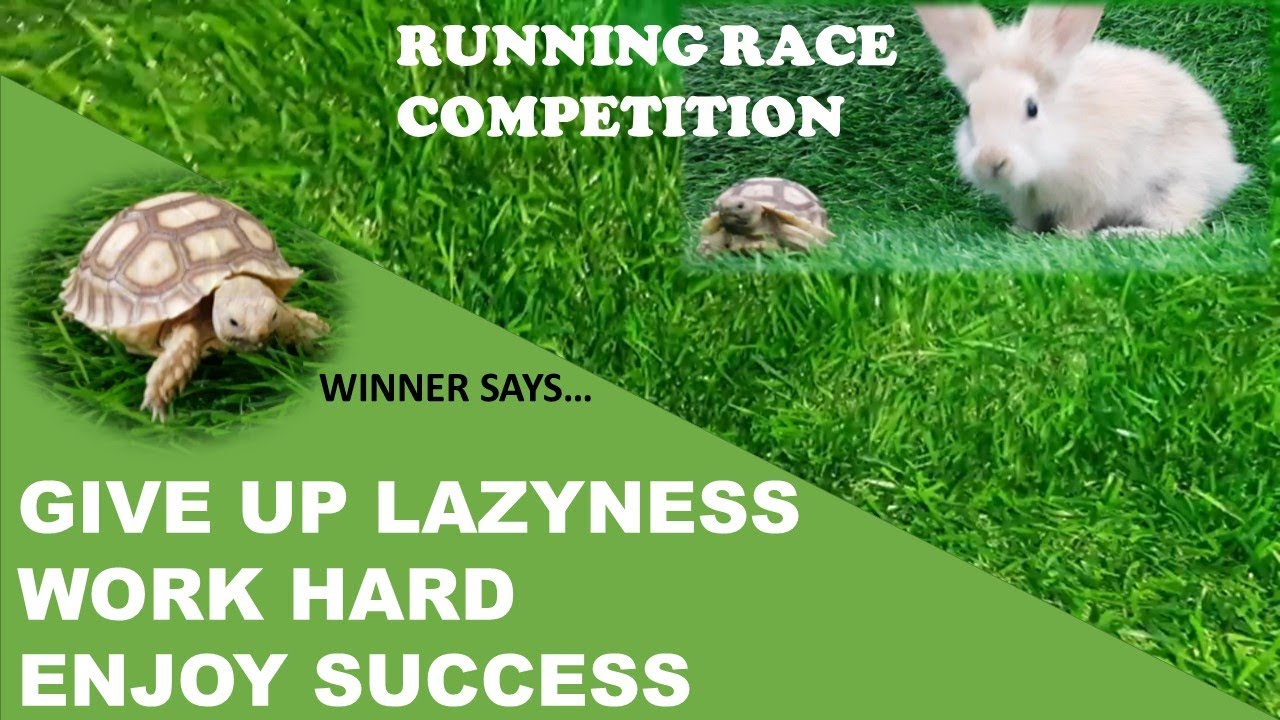 Tortoise and Rabbit Running Race Competition - YouTube