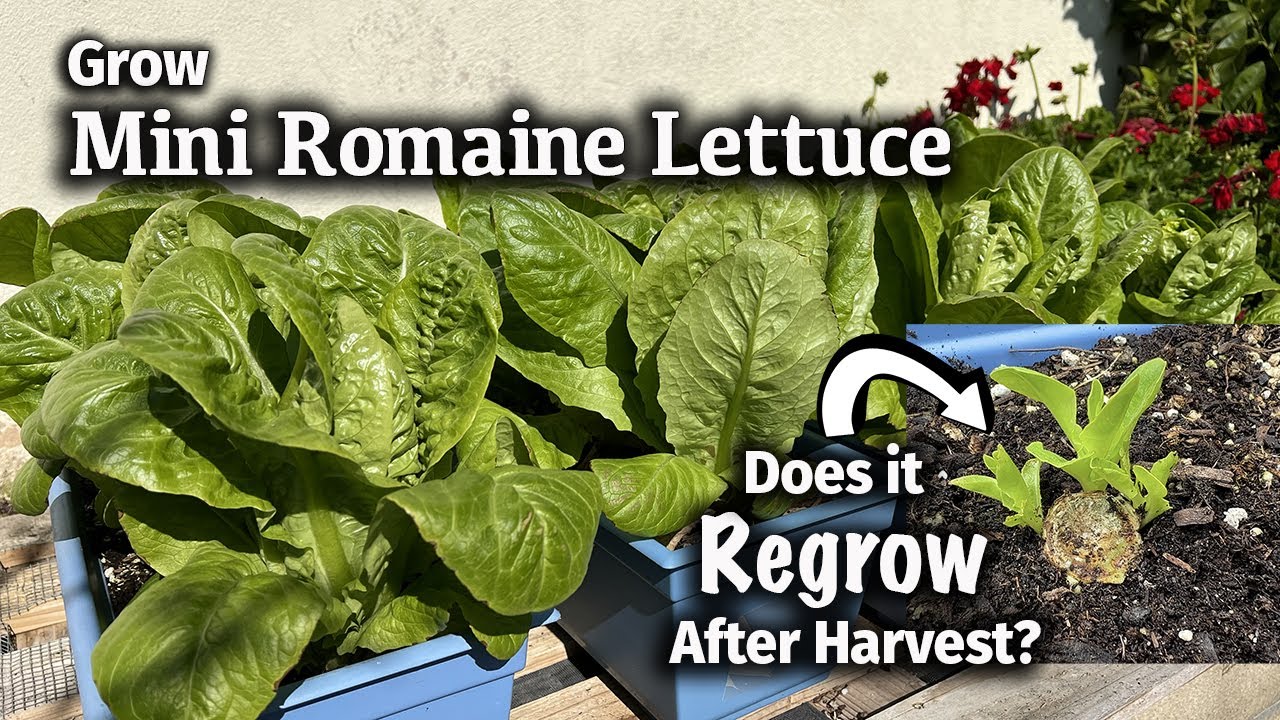 How to Grow Mini Romaine or Little Gem Lettuce from Seed 🥬| Will it ...