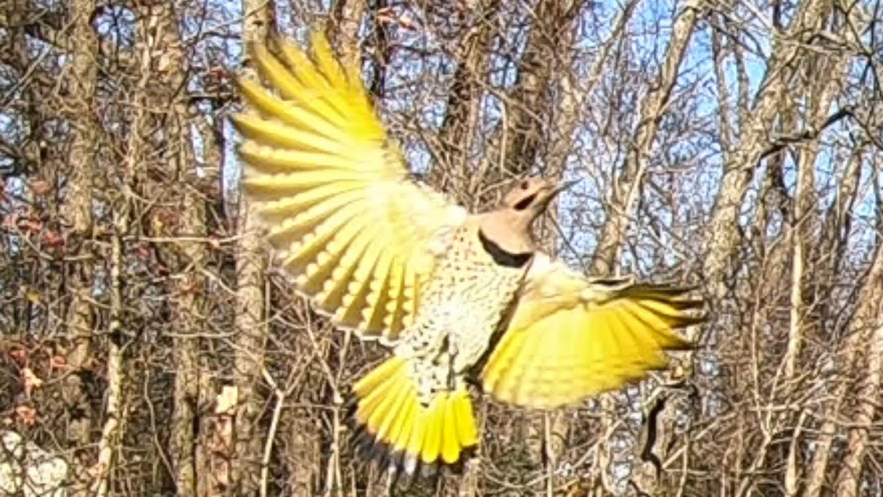 Yellow-shafted Northern Flicker, Cardinals, Blue Jays and a Red-bellied ...
