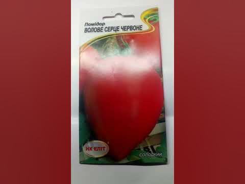 Помідор Волове Серце Червоне - YouTube