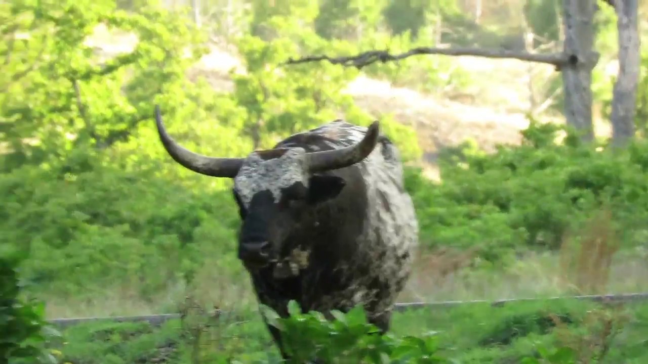 Another walk through the Parallel Forest in the Wichita Mountains ...