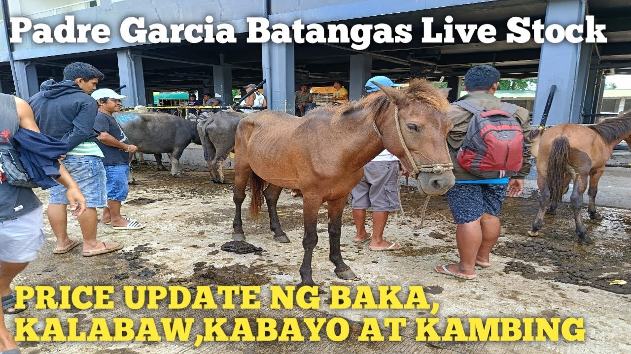 Price Update Baka,Kabayo,Kambing at Kalabaw Padre Garcia Batangas - YouTube