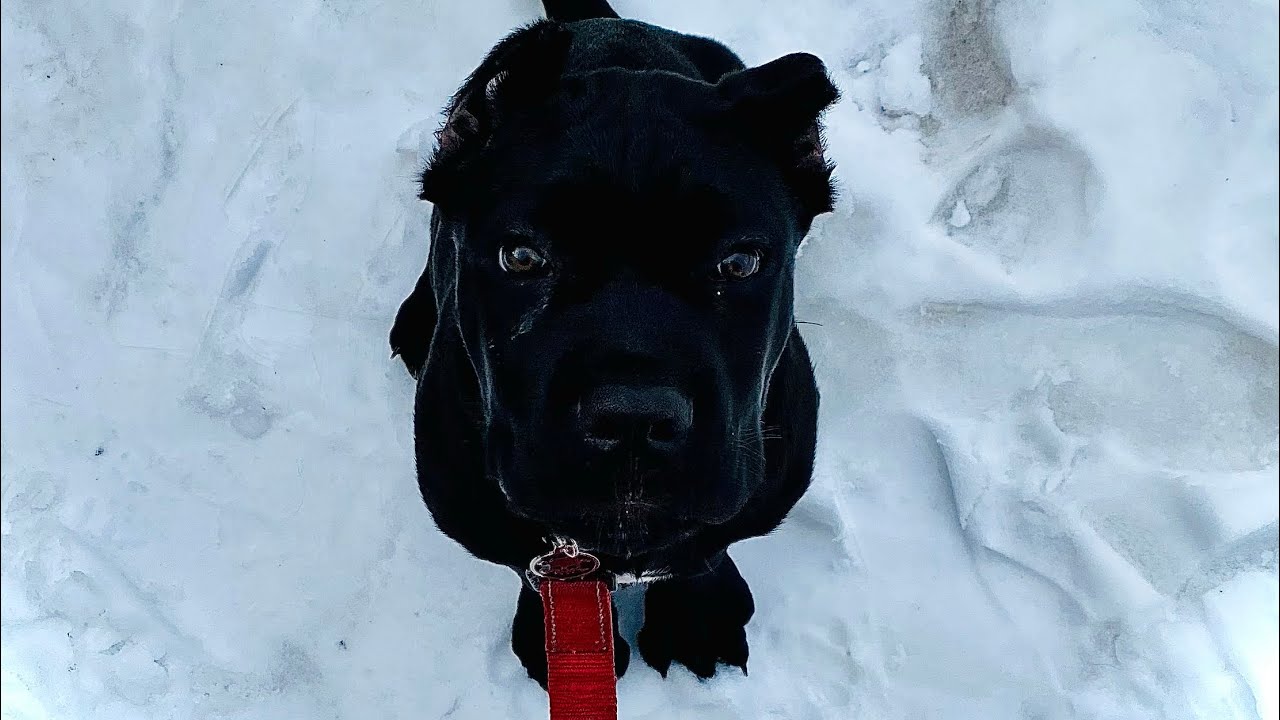 Episode 4 - Capone the Cane Corso - Car Ride! - YouTube