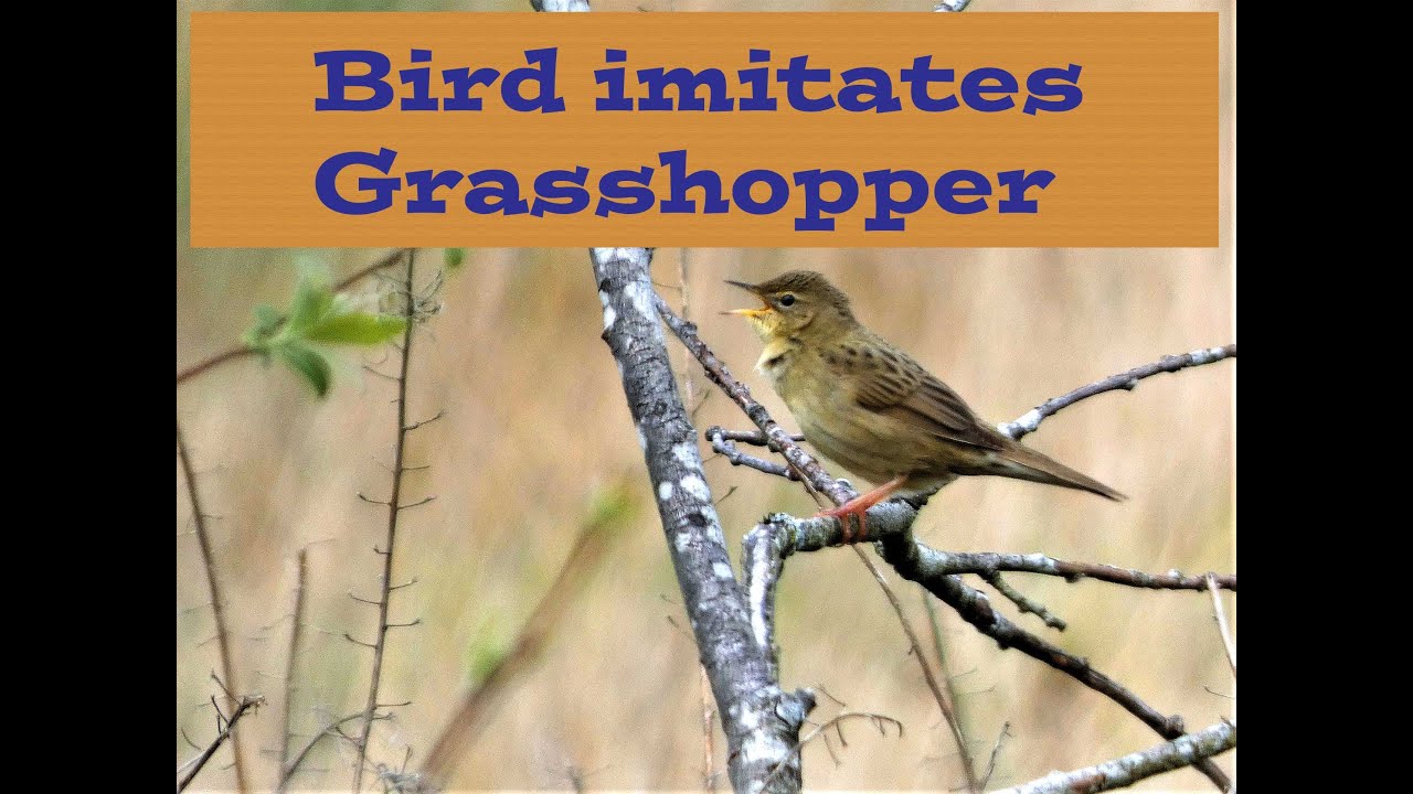 Rare capture. Secretive Warbler sounds like a Grasshopper. Excellent ...