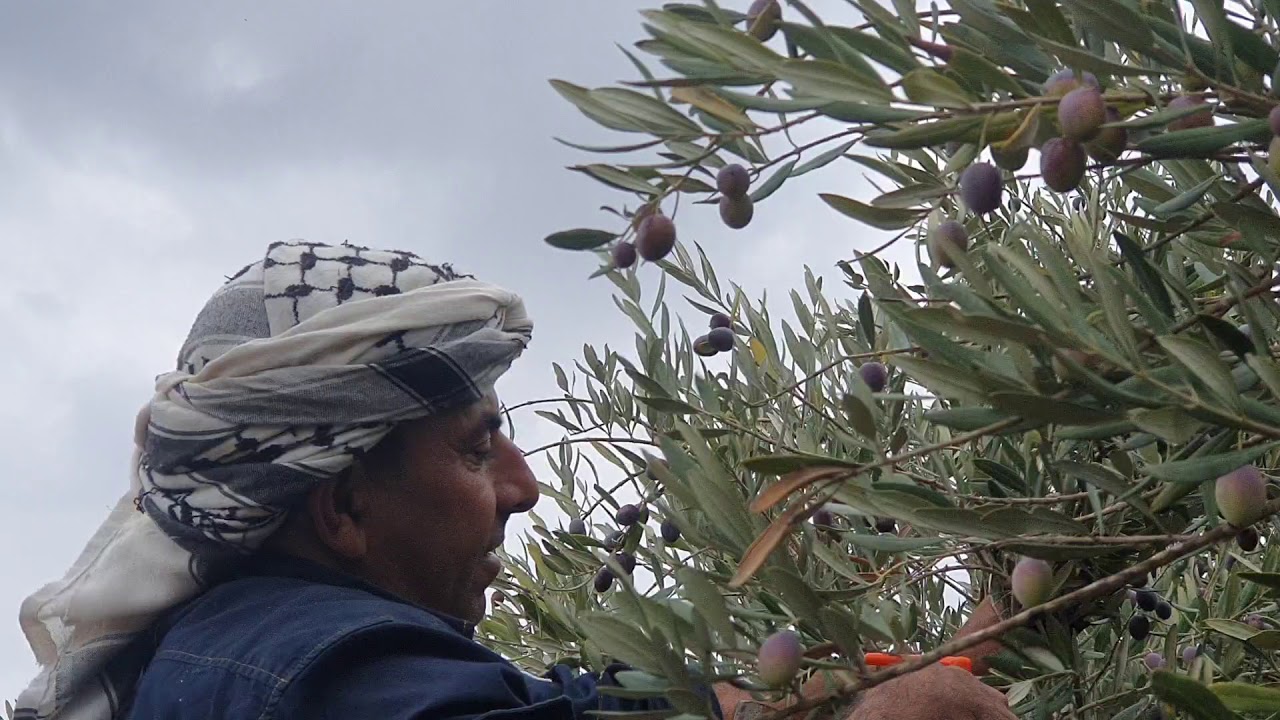 سعد داغر. قطف الزيتون Saad Dagher. Olive harvesting - YouTube