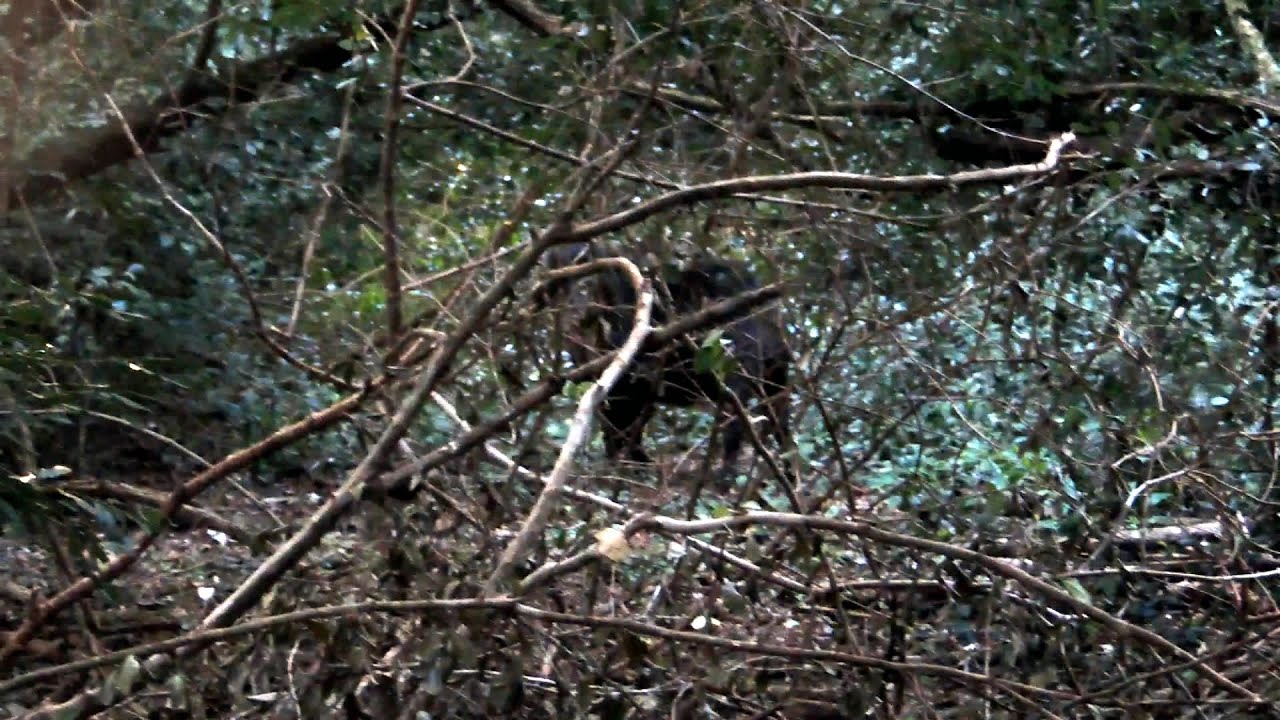 QUEIXADA (TAYASSU PECARI), WHITE-LIPPED PECCARY, PORCO-DO-MATO, TAIAÇU ...