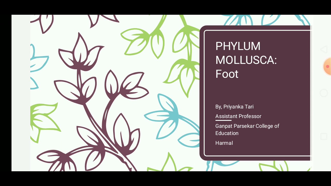 Phylum mollusca Foot in different class of mollusca - YouTube