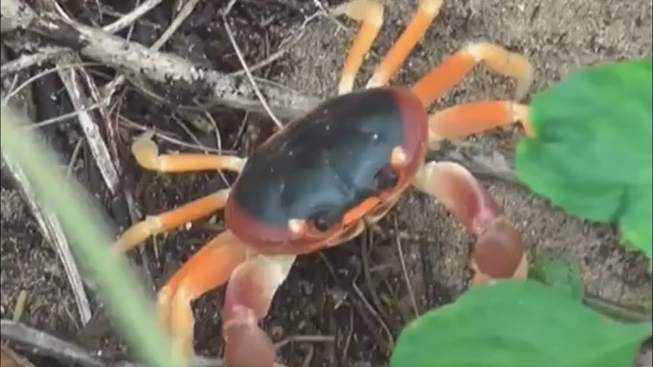 Facts: The Blackback Land Crab - YouTube