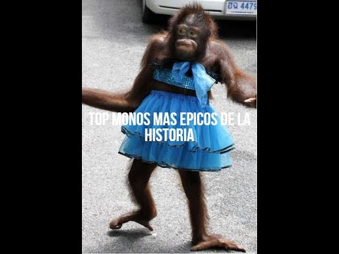 top monos mas epicos de la historia - YouTube