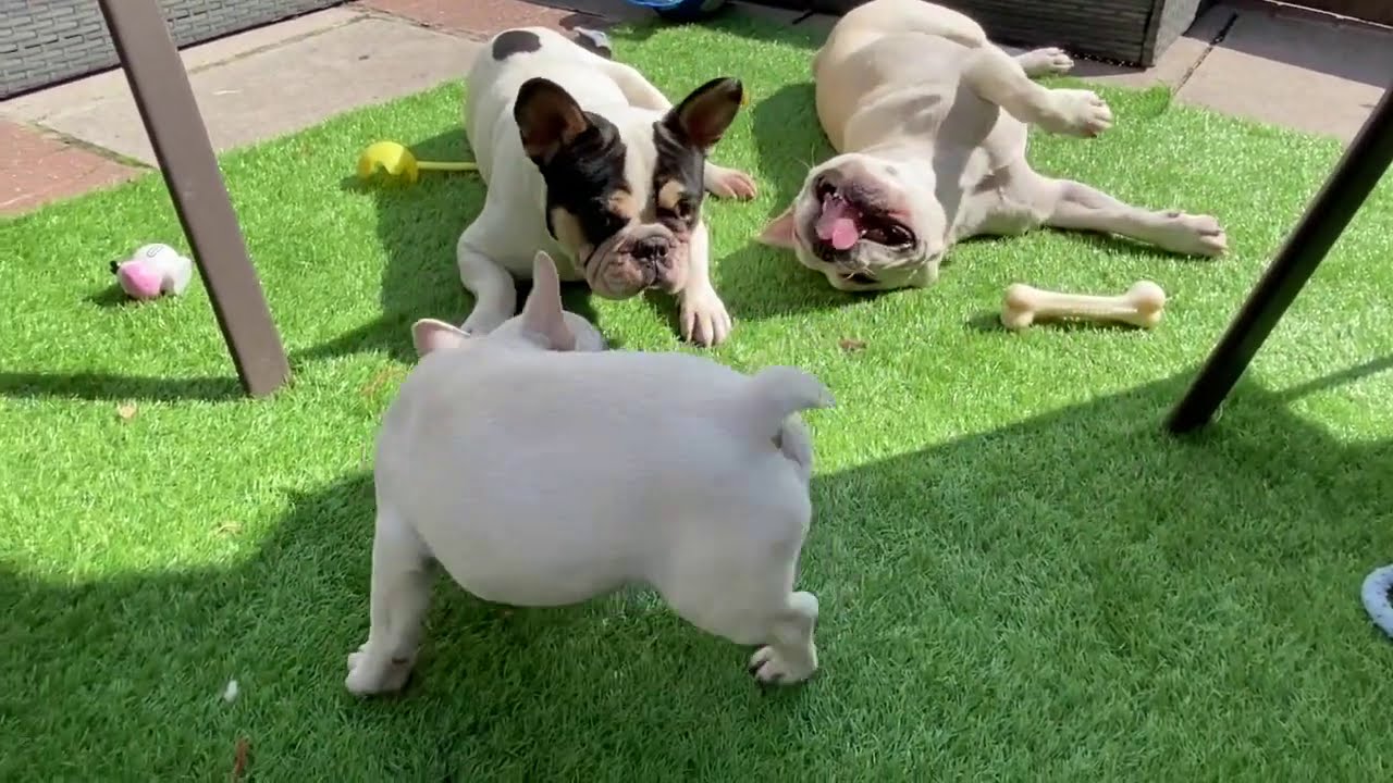 French bulldogs playing enjoying their cooling mat. puppy and adult ...
