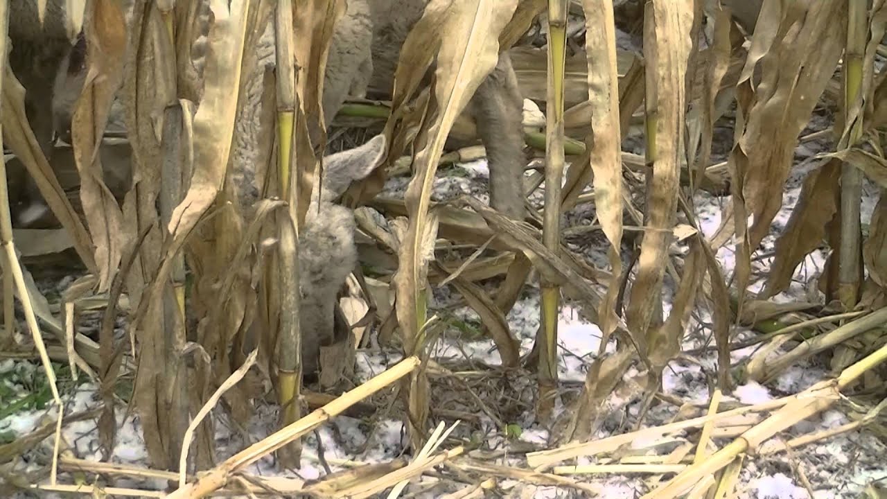 Close Up of Ewe grazing standing corn - YouTube