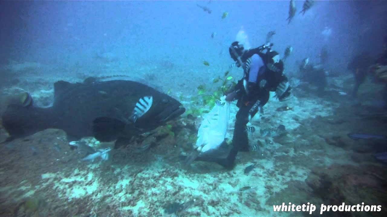 Hand feeding giant Groupers, Beqa, Fiji. - YouTube