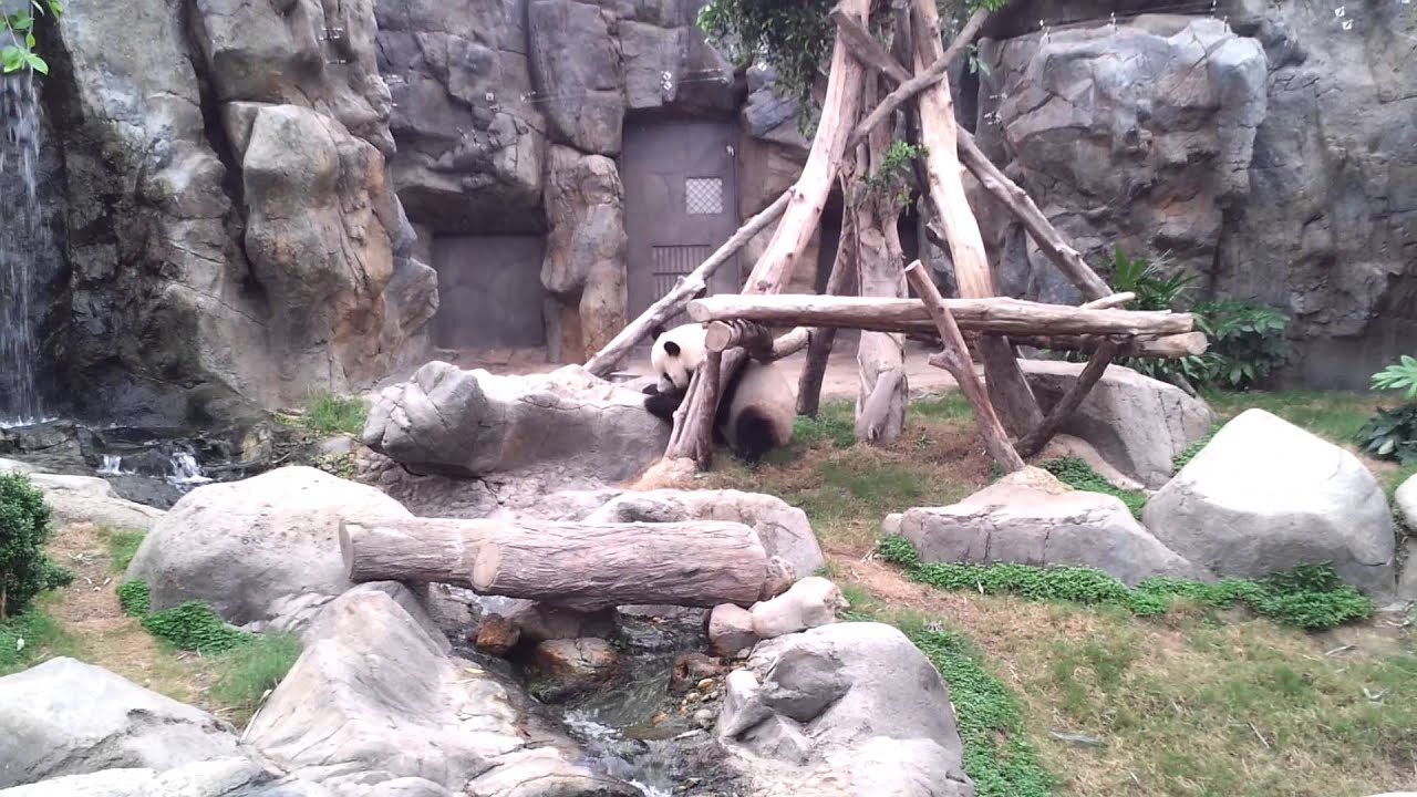 Panda rolling down hill - YouTube