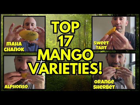 Ranking All 17 Mango Varieties I have Tried!