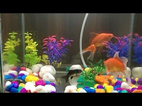 How to make a bridge and plants for fish tank - YouTube